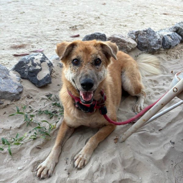 Rescue Paws Thailand – Animal Welfare in Thailand